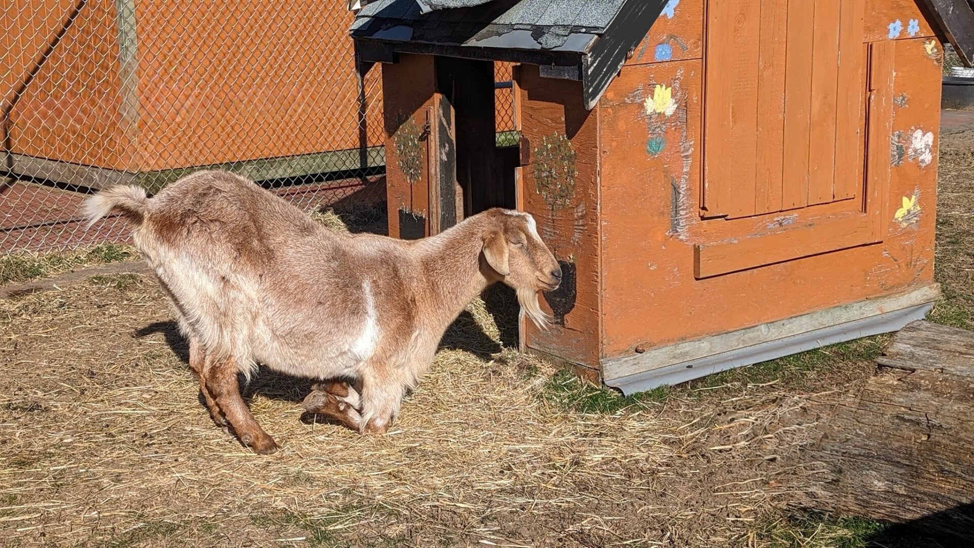 Curtis - The Happy Herd | We provide a loving and forever home for farm ...