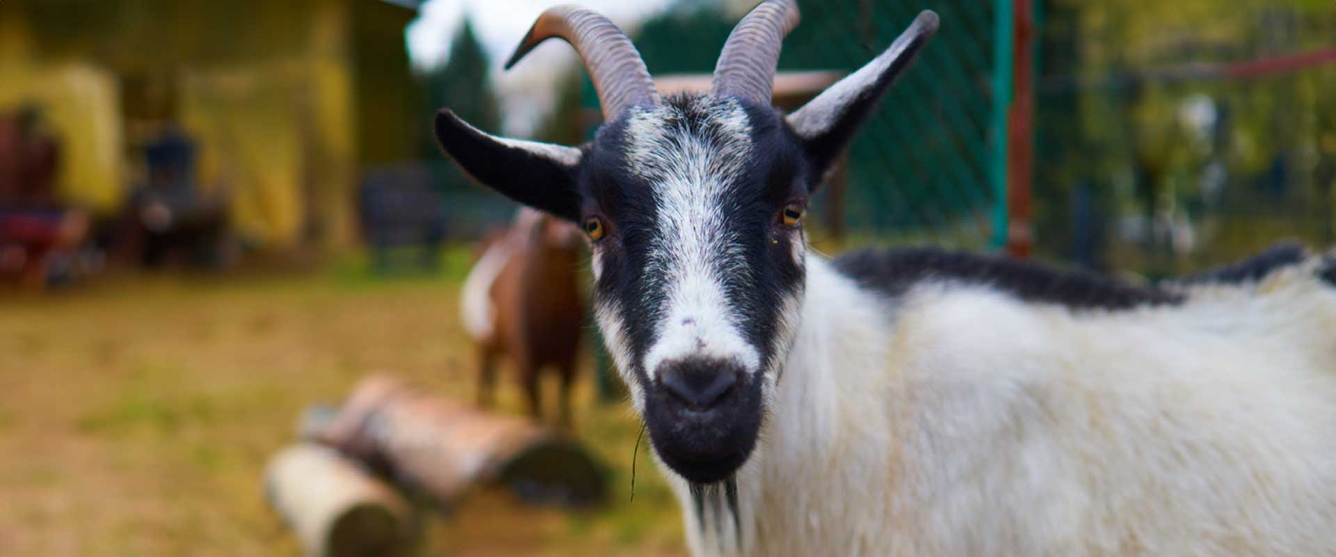 Volunteer - The Happy Herd | We provide a loving and forever home for ...