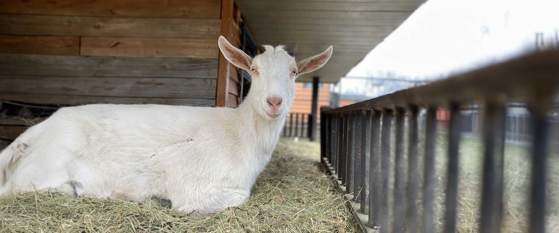 Volunteer - The Happy Herd | We provide a loving and forever home for ...