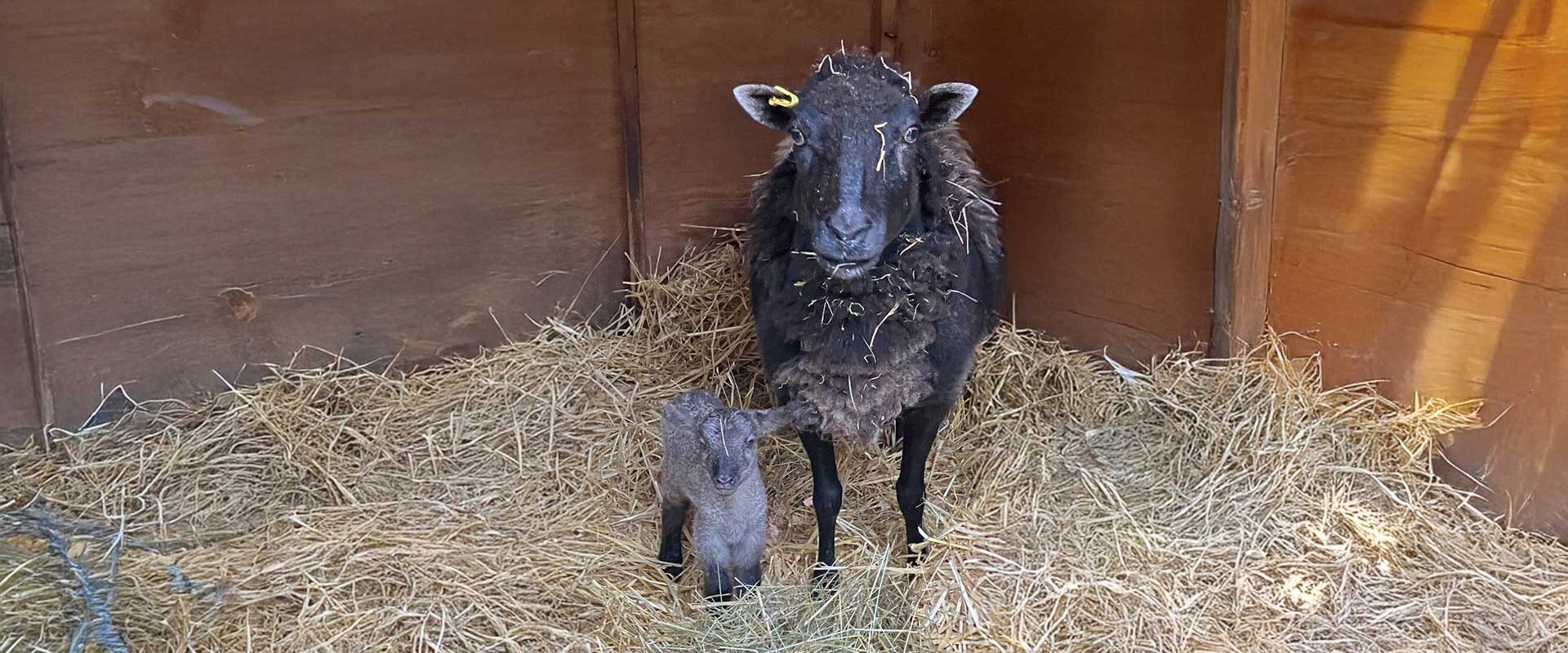 Volunteer - The Happy Herd | We provide a loving and forever home for ...