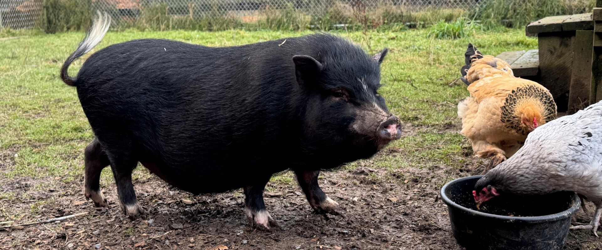 Volunteer - The Happy Herd | We provide a loving and forever home for ...