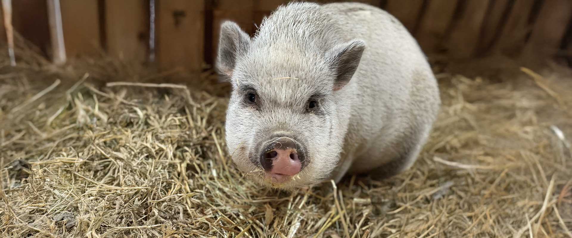 Pickles - The Happy Herd | We provide a loving and forever home for ...