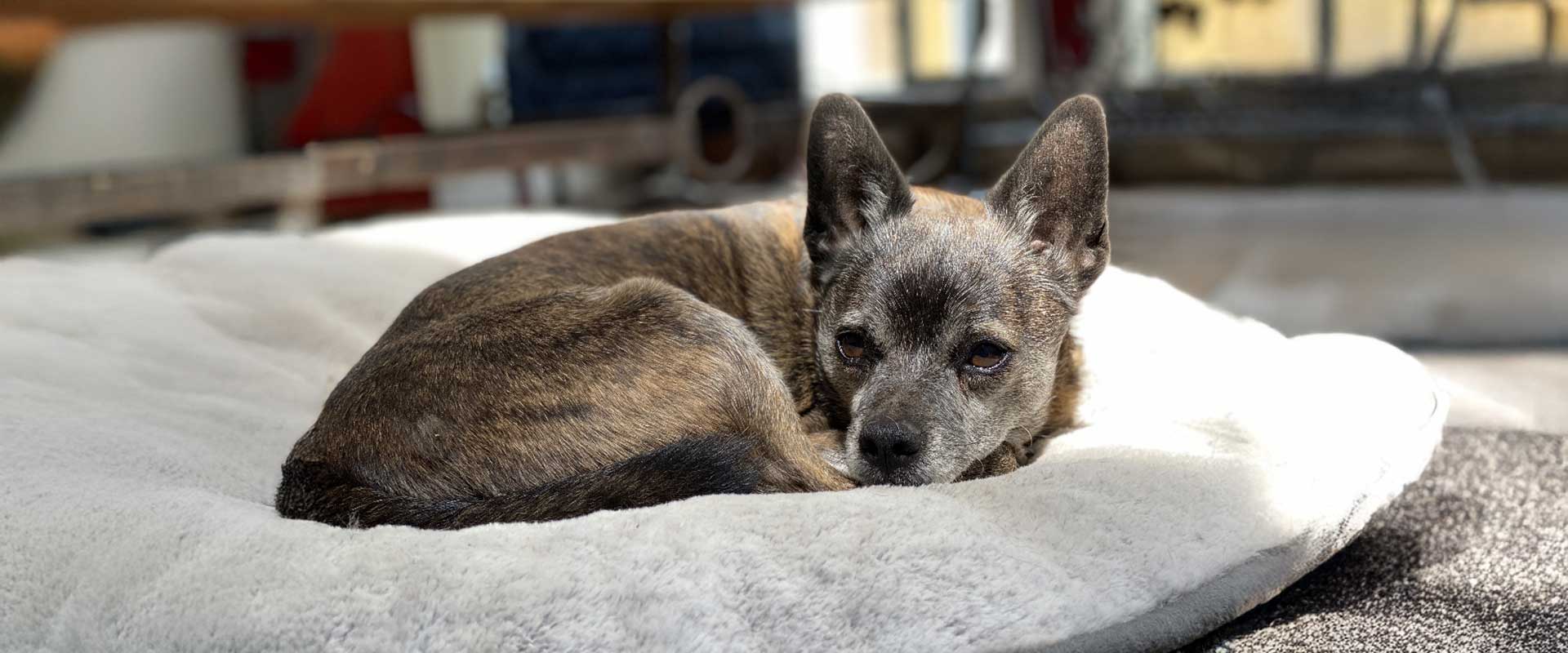 Rocky - The Happy Herd | We provide a loving and forever home for farm ...