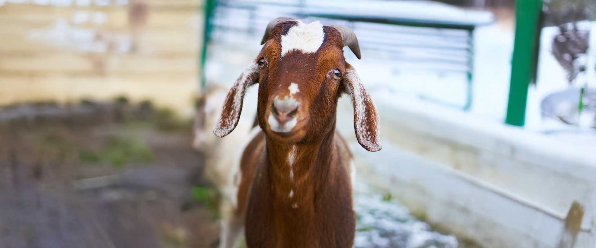 Rusty - The Happy Herd | We provide a loving and forever home for farm ...