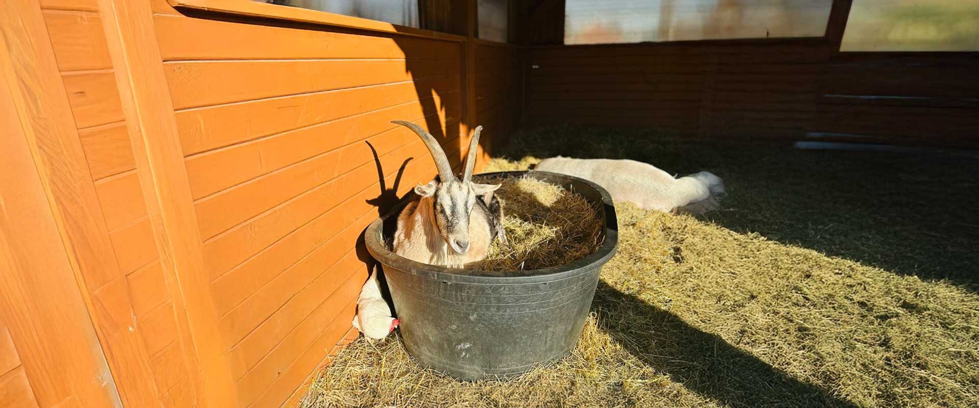 Who else is going into the weekend as chill as a Happy Herd Goat? - The ...