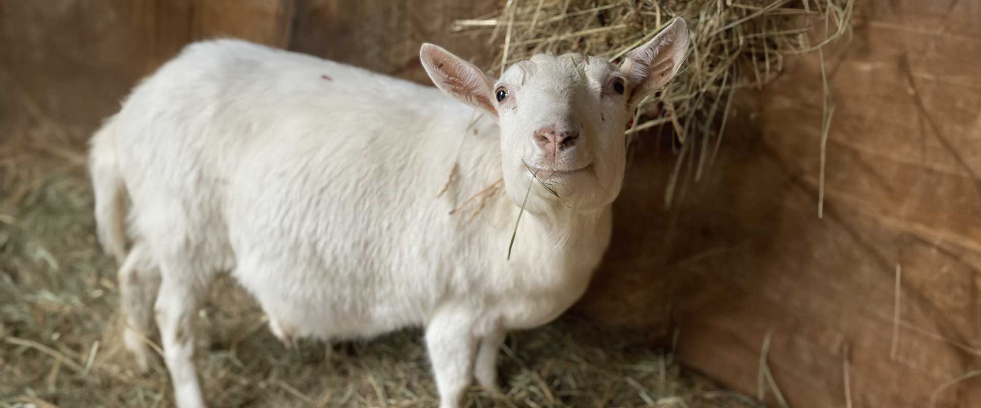 Volunteer - The Happy Herd | We provide a loving and forever home for farm animals.