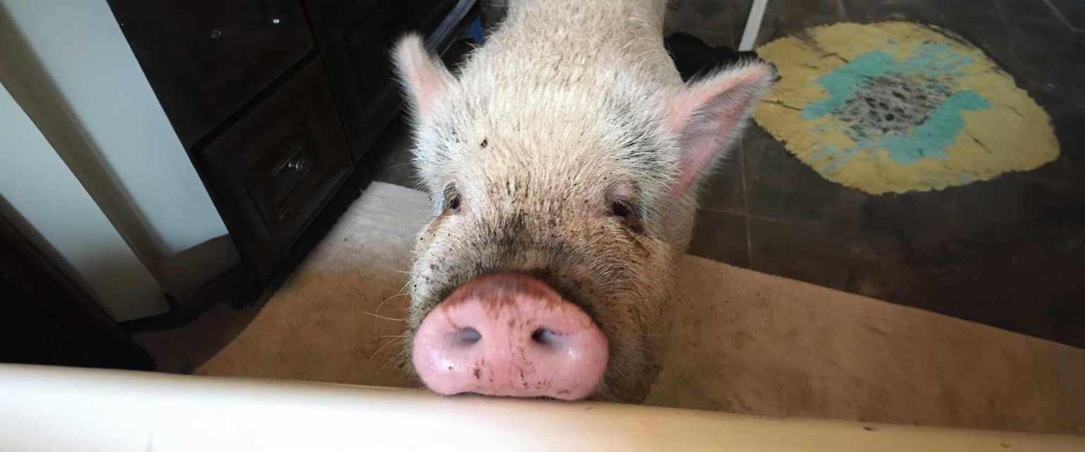 Home - The Happy Herd | We provide a loving and forever home for farm ...