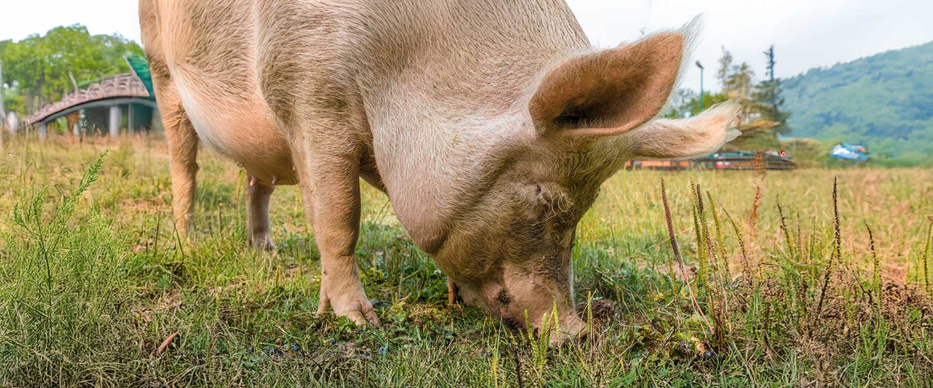 Lucy - The Happy Herd | We provide a loving and forever home for farm ...