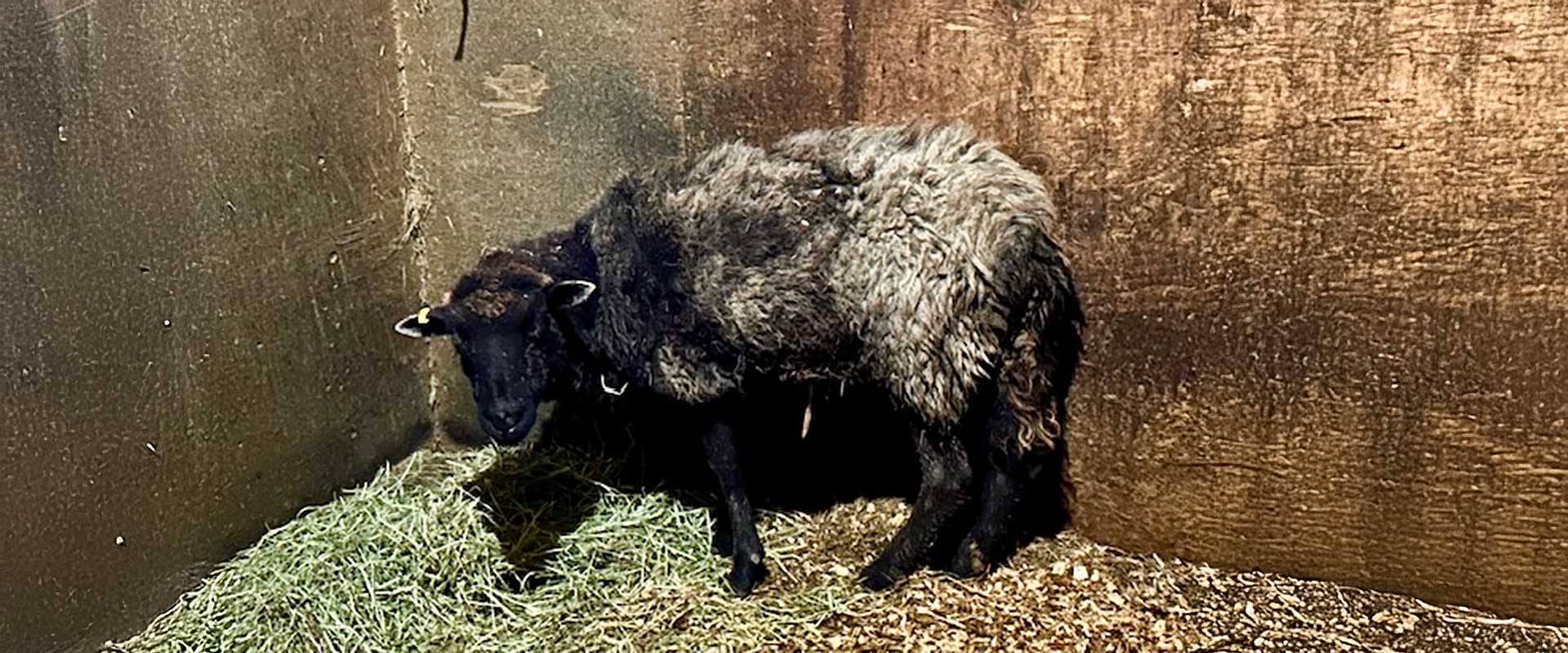 Home - The Happy Herd | We provide a loving and forever home for farm ...