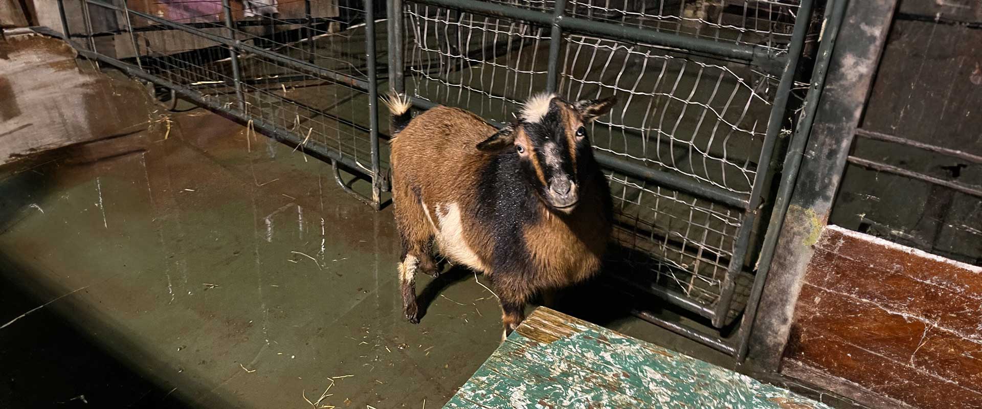 Percy - The Happy Herd | We provide a loving and forever home for farm ...