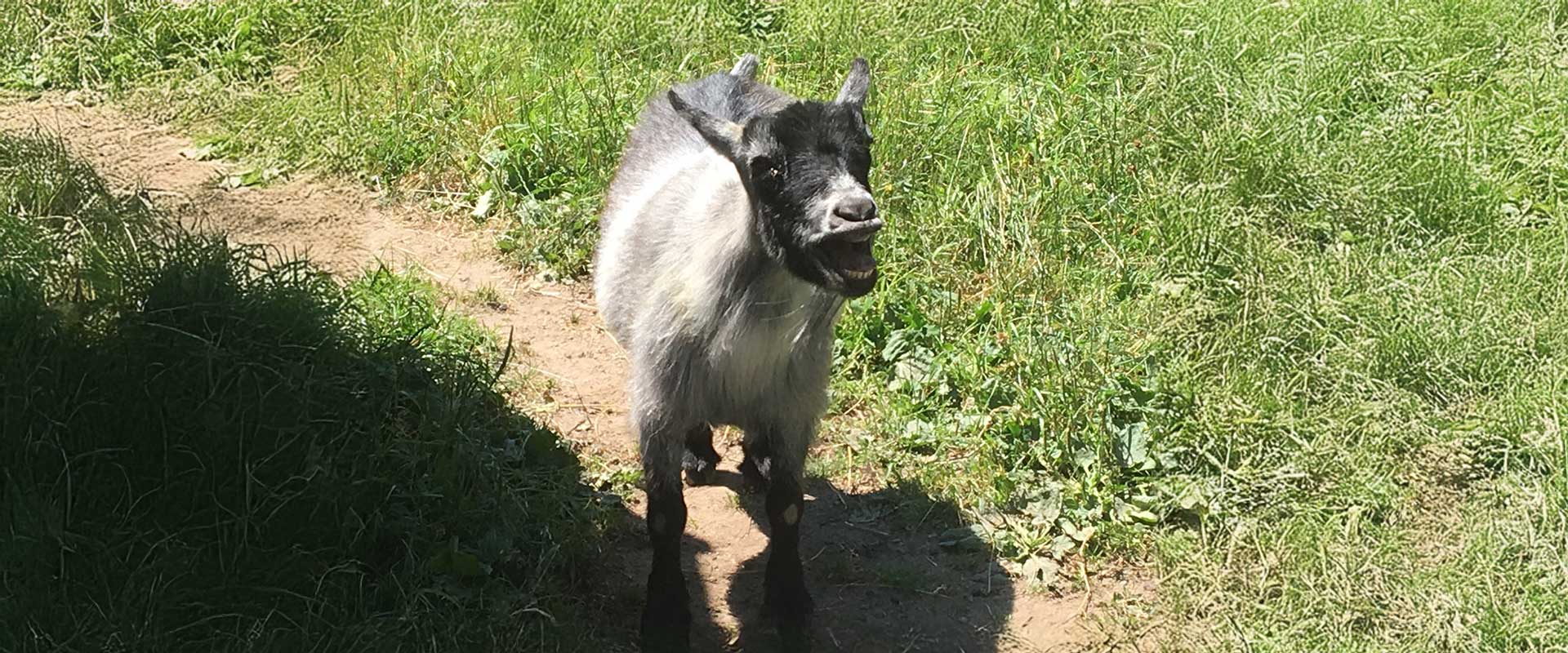 Phil - The Happy Herd | We provide a loving and forever home for farm ...