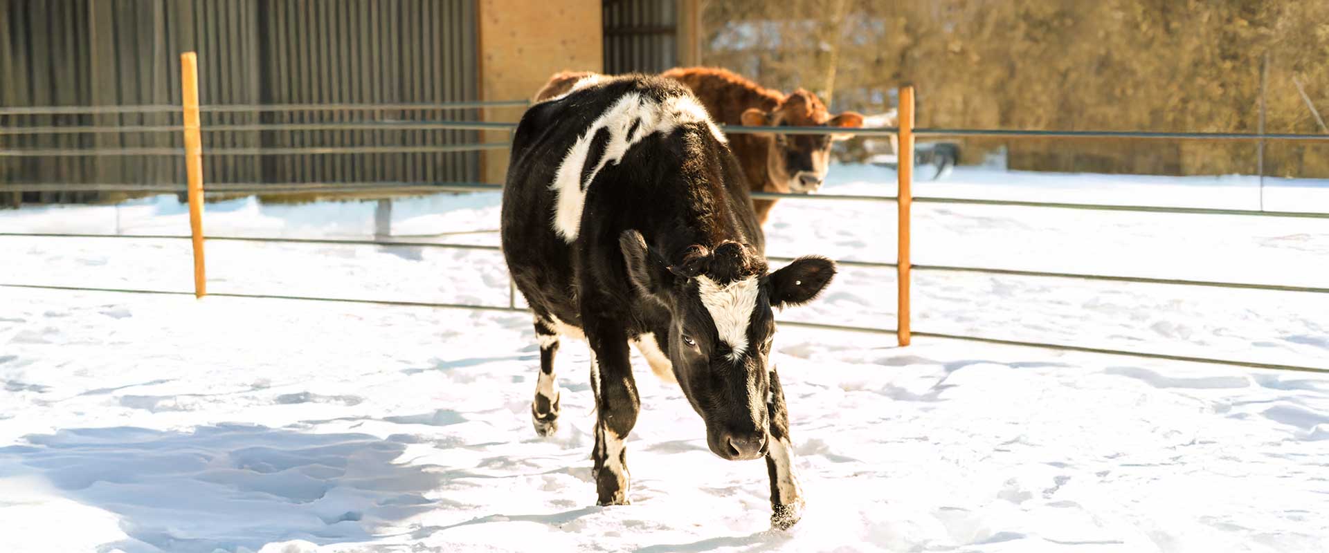 Home - The Happy Herd | We provide a loving and forever home for farm ...